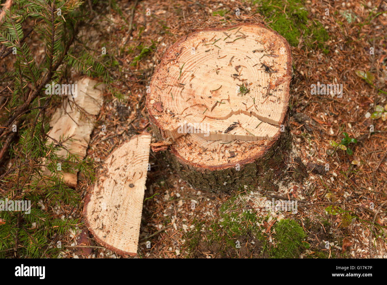 Cross section of a young pine tree Stock Photo - Alamy