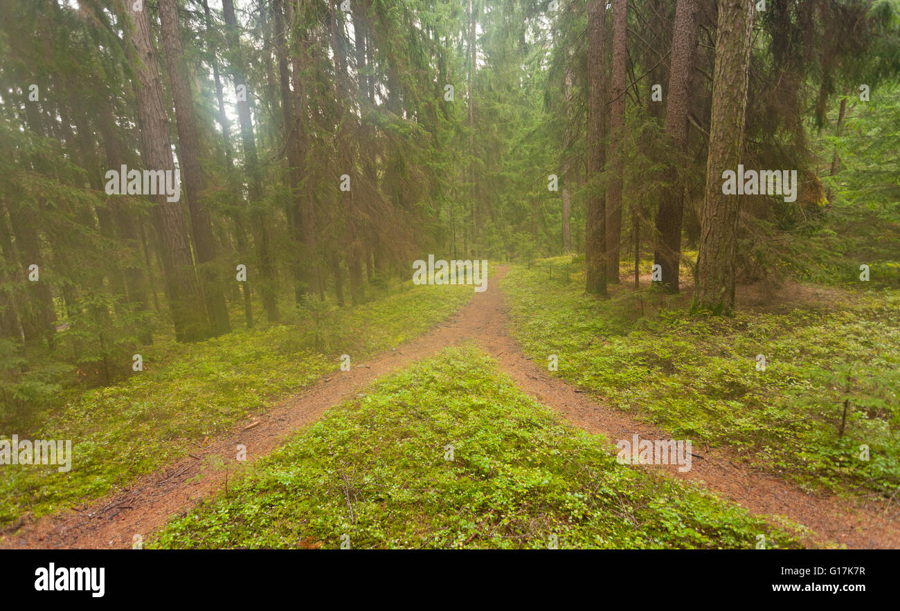 A single alpine path splits in two different directions. It's an ...