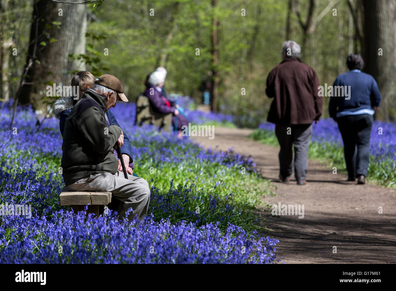 A group of people enjoying the spring sunshine in a bluebell wood in ...