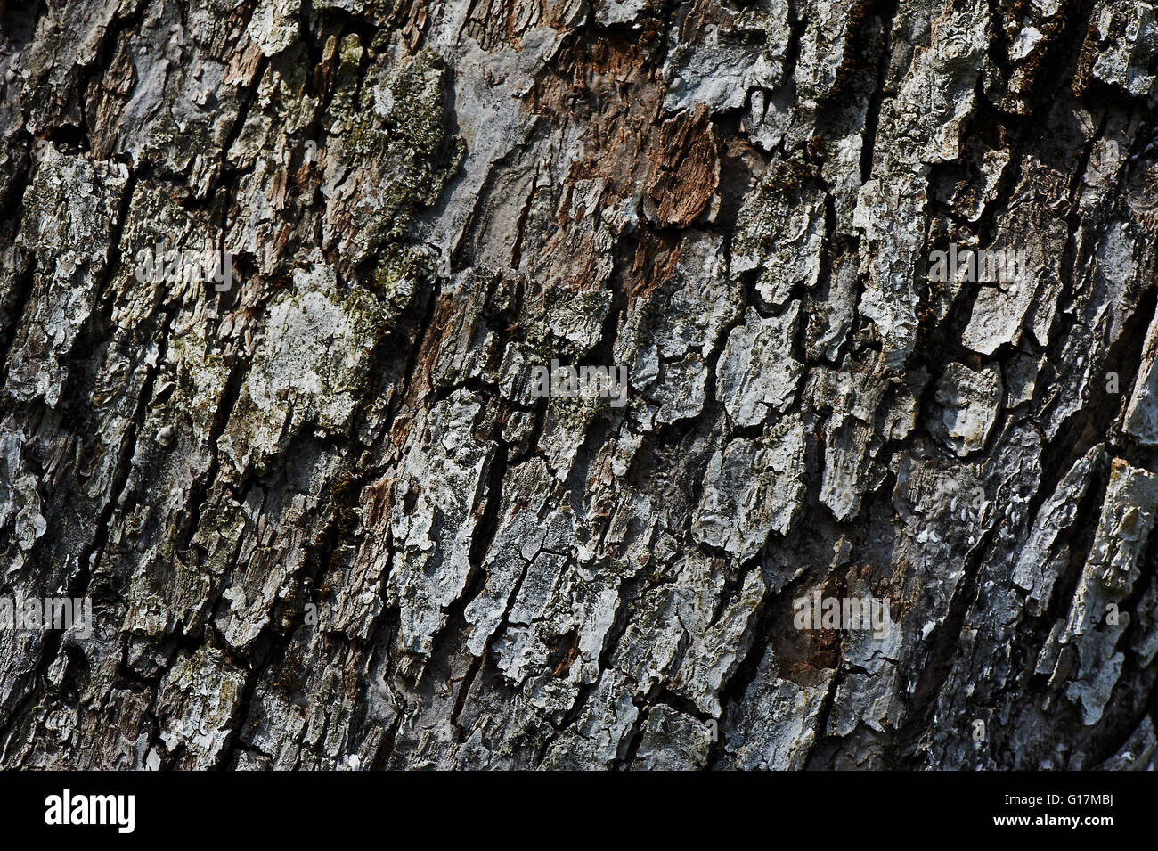 Old walnut tree trunk detail texture as background Stock Photo - Alamy
