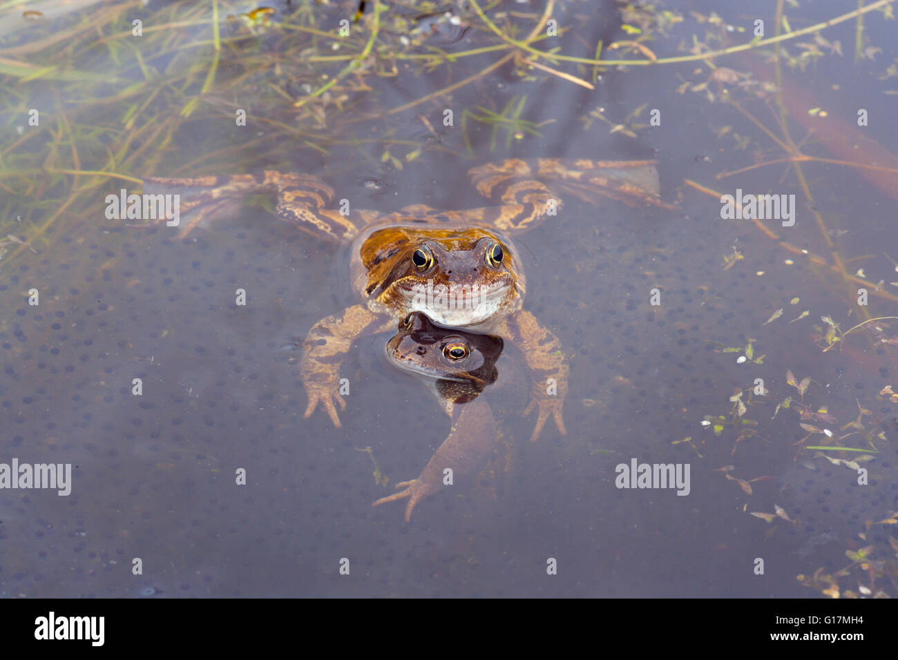 Common Frogs Rana temporaria in garden pond for mating ritual March ...