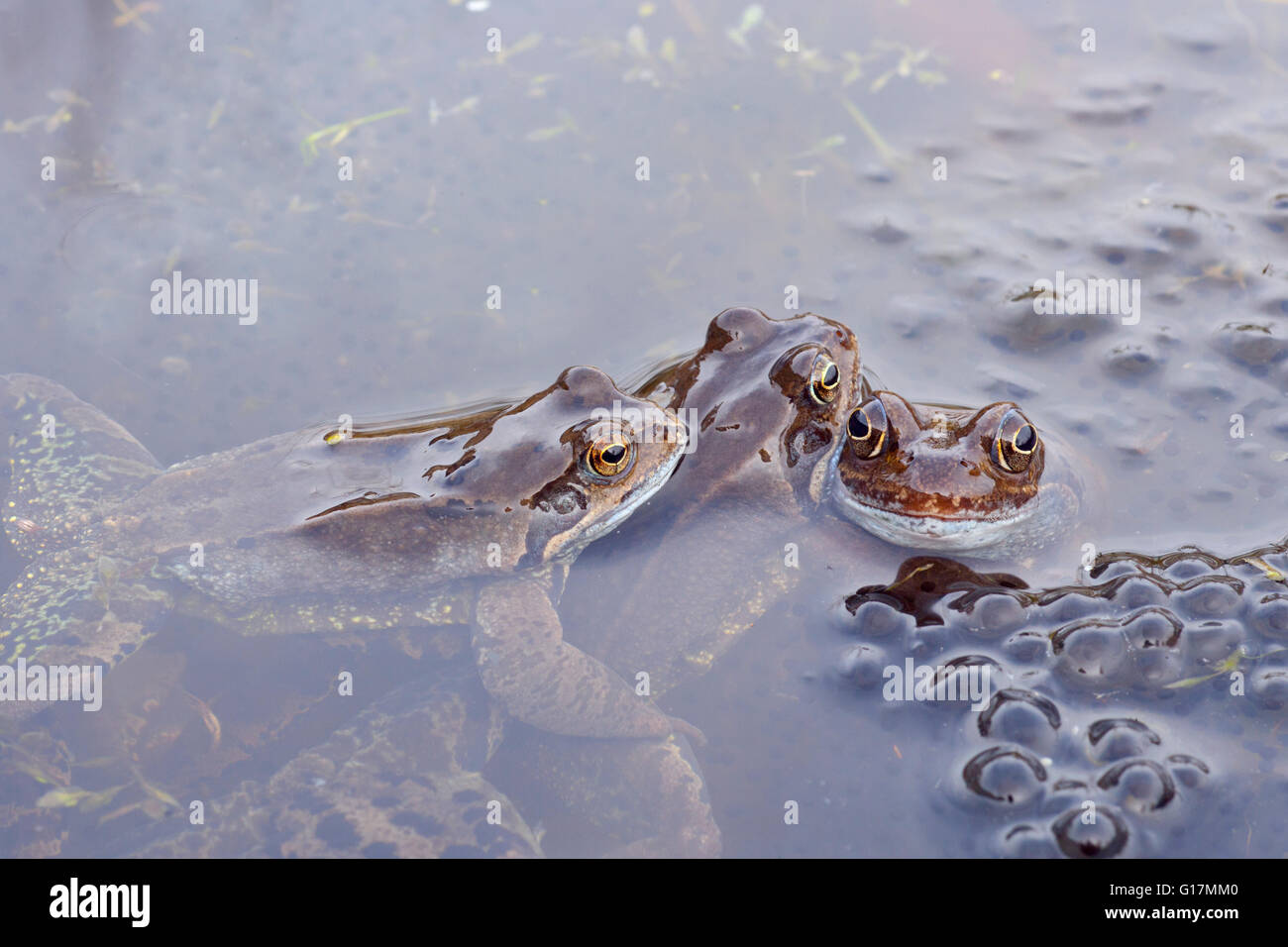 Common frogs mating underwater hi-res stock photography and images - Alamy