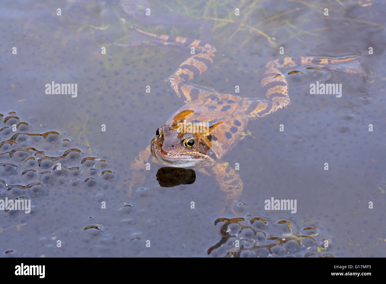 Common Frogs Rana temporaria in garden pond for mating ritual March ...