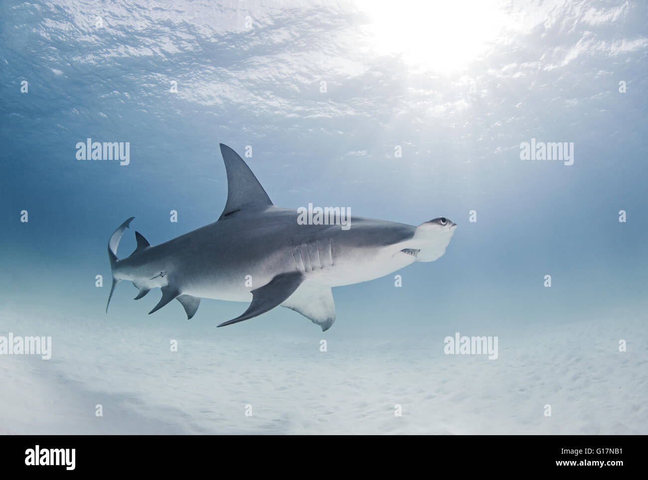 Great Hammerhead Shark swimming near surface of ocean Stock Photo - Alamy