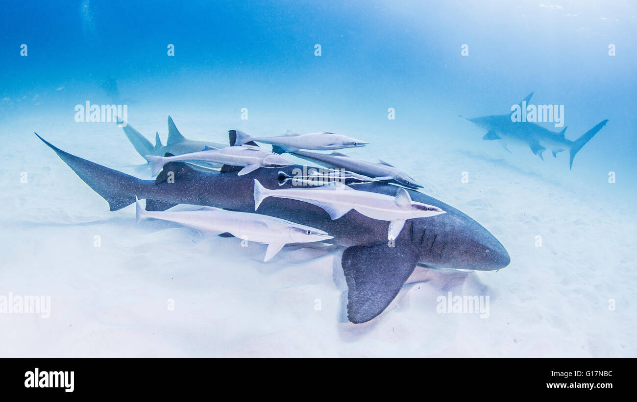 Remora Fish And Great White Shark