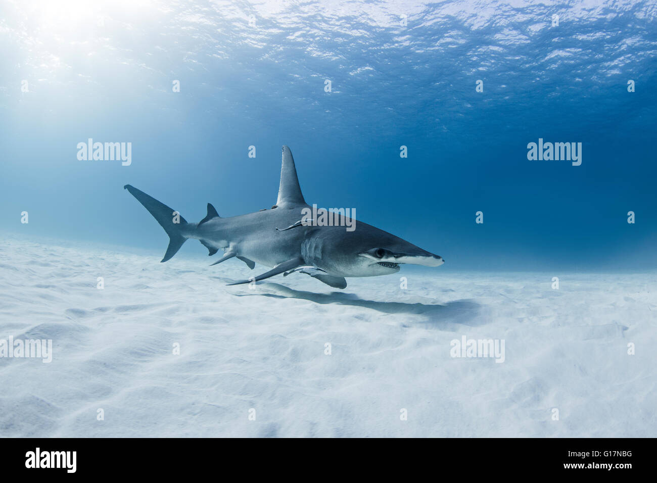 Great Hammerhead Shark swimming near seabed Stock Photo - Alamy
