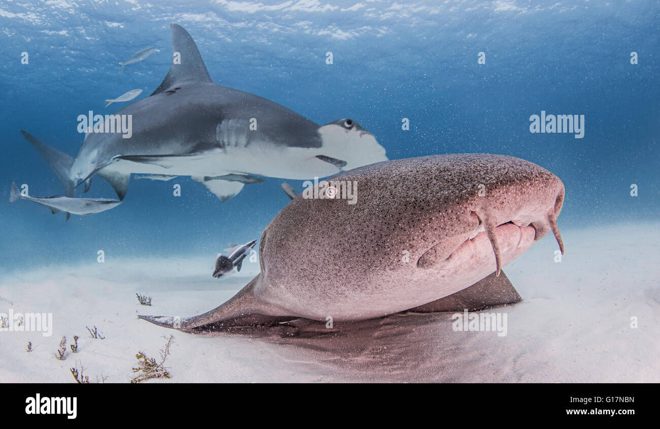 Nurse shark hi-res stock photography and images - Alamy