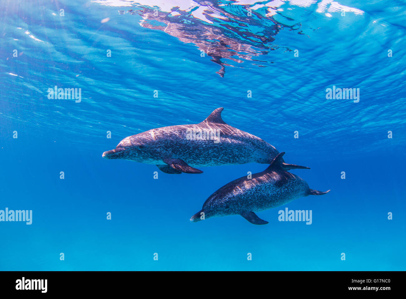 Atlantic Spotted Dolphins swimming near surface of ocean Stock Photo ...