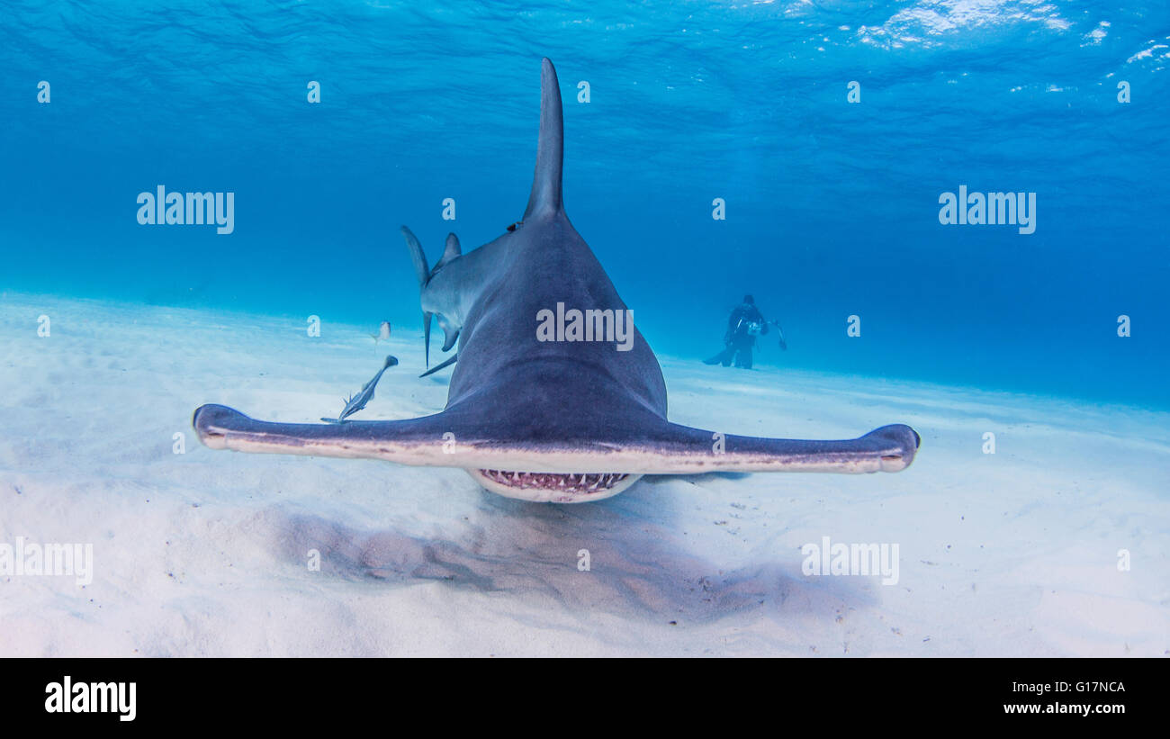 Great Hammerhead Sharks with photographer Stock Photo - Alamy