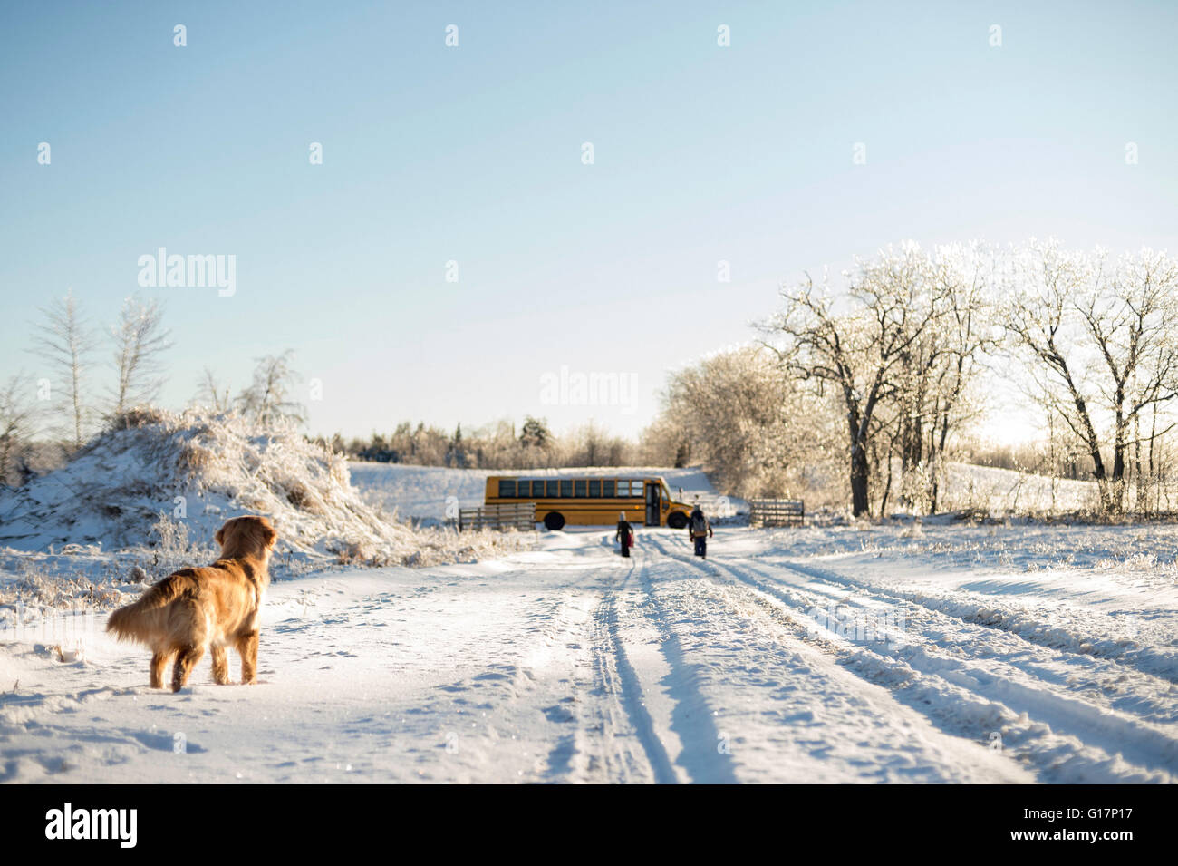 Golden retriever watching two young sisters walking to school bus on ...