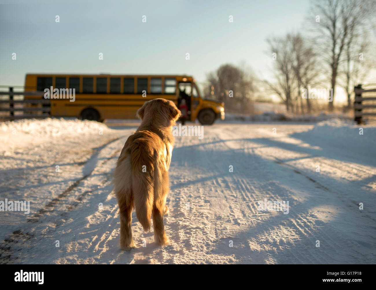 Golden retriever watching girl catching school bus from snow covered ...