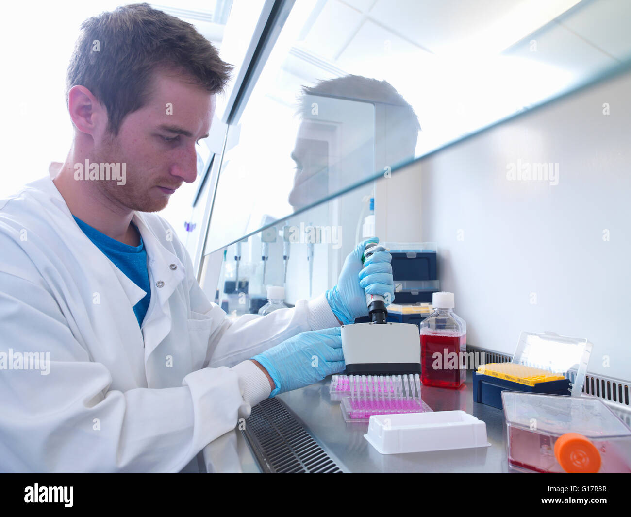 Scientist using multi well pipette to fill multi well plate in ...
