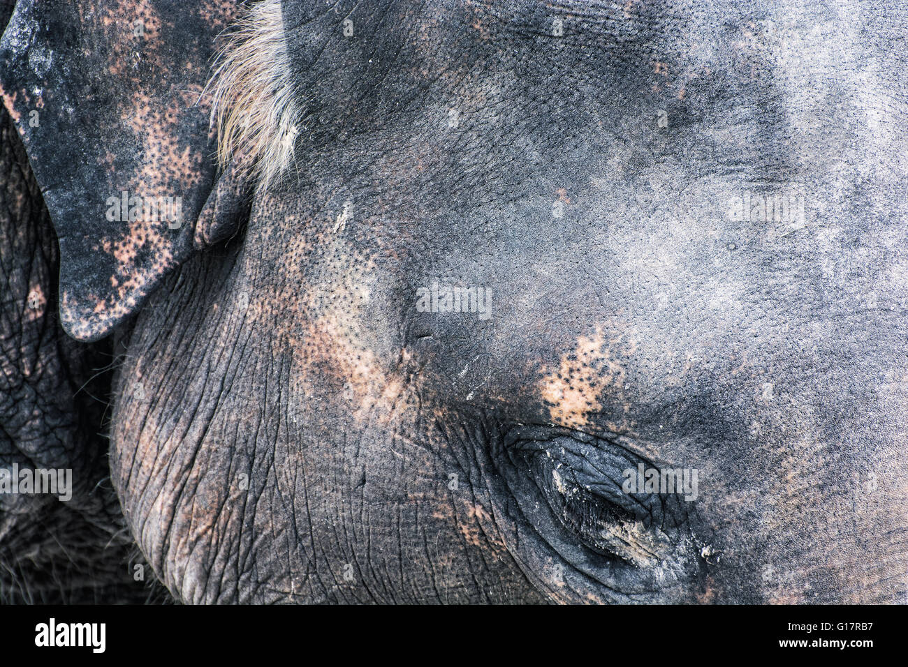 Detail photo of elephant face. Animal theme. Natural scene. Beauty in ...
