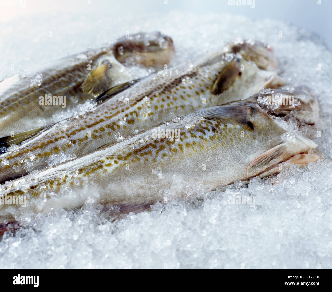 Raw whole cod on crushed ice Stock Photo - Alamy