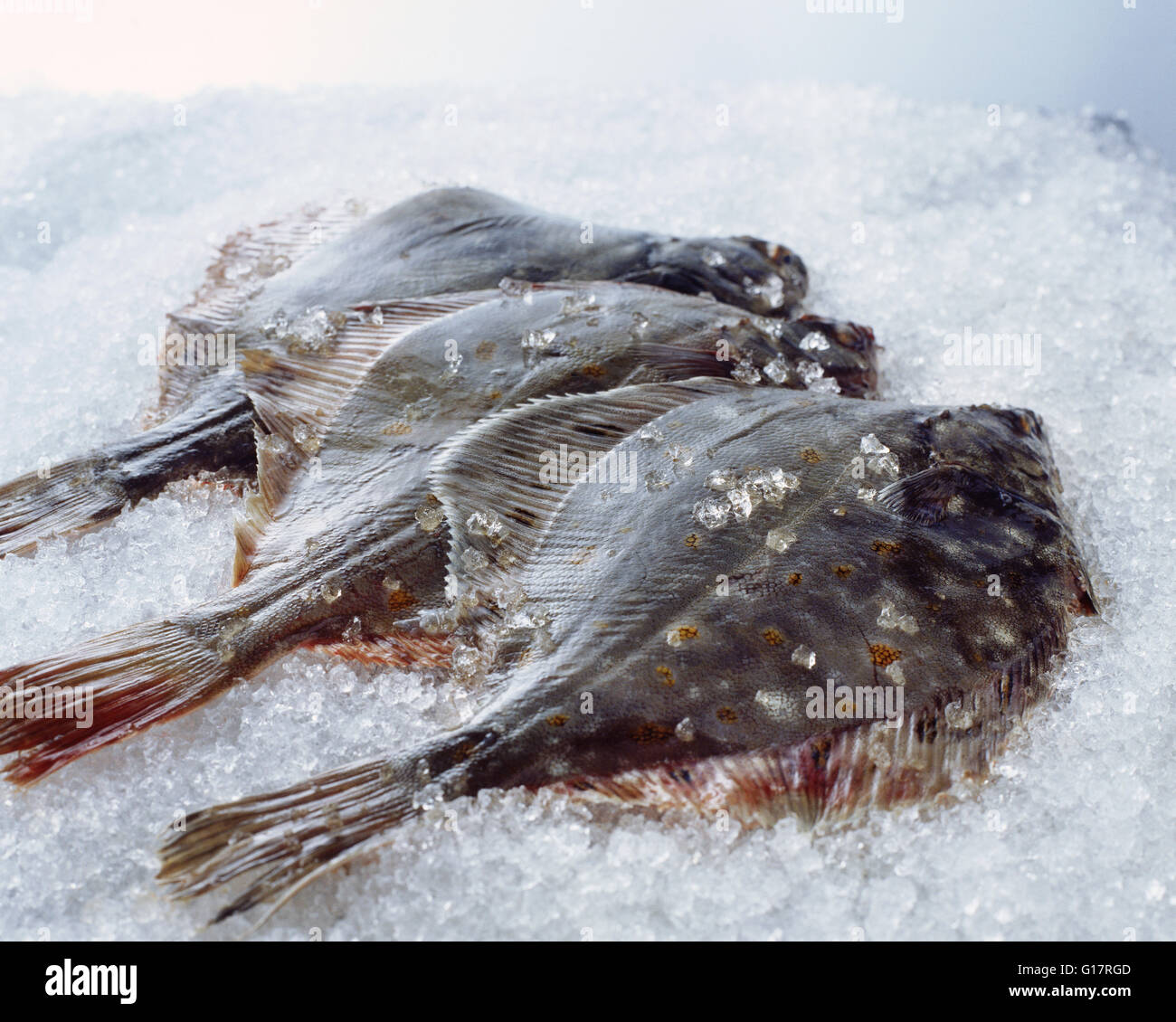 Raw whole plaice on crushed ice Stock Photo - Alamy