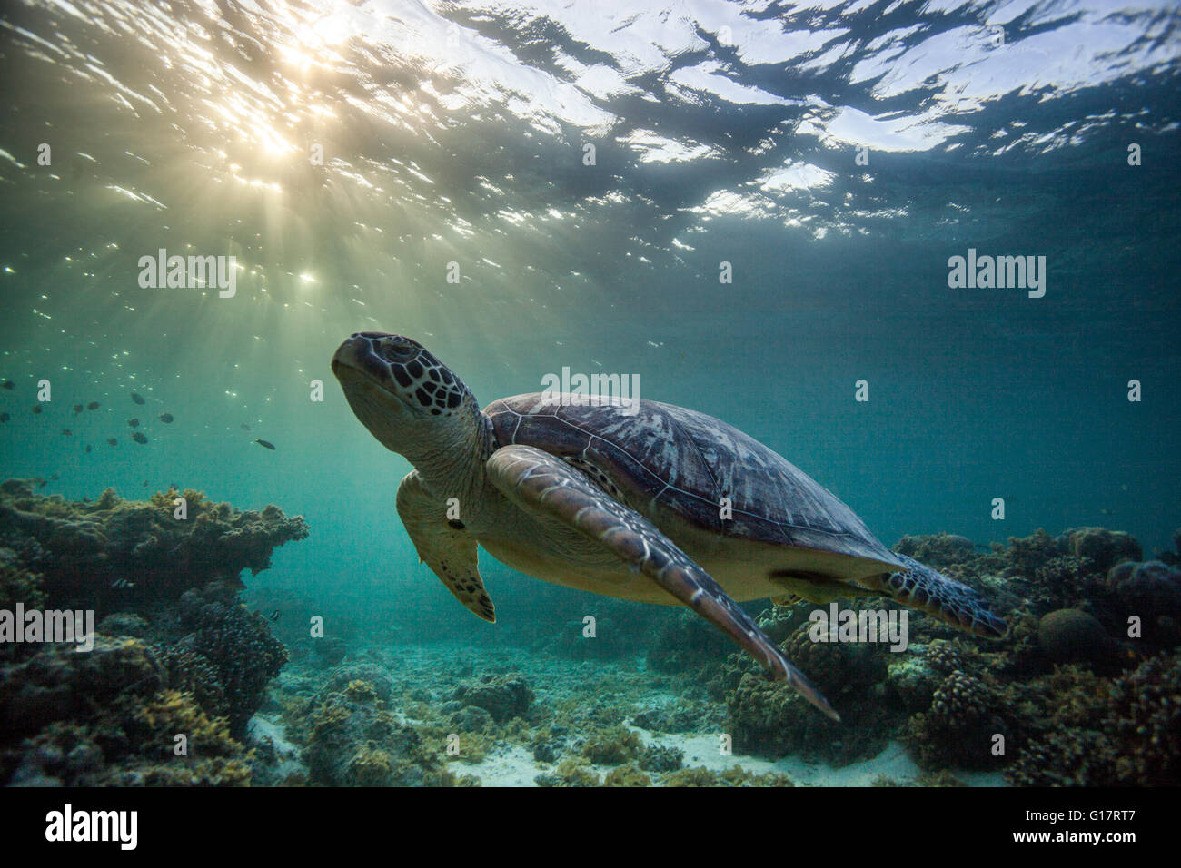 Rare green sea turtle (Chelonia Mydas), swimming in open ocean,, Cebu ...