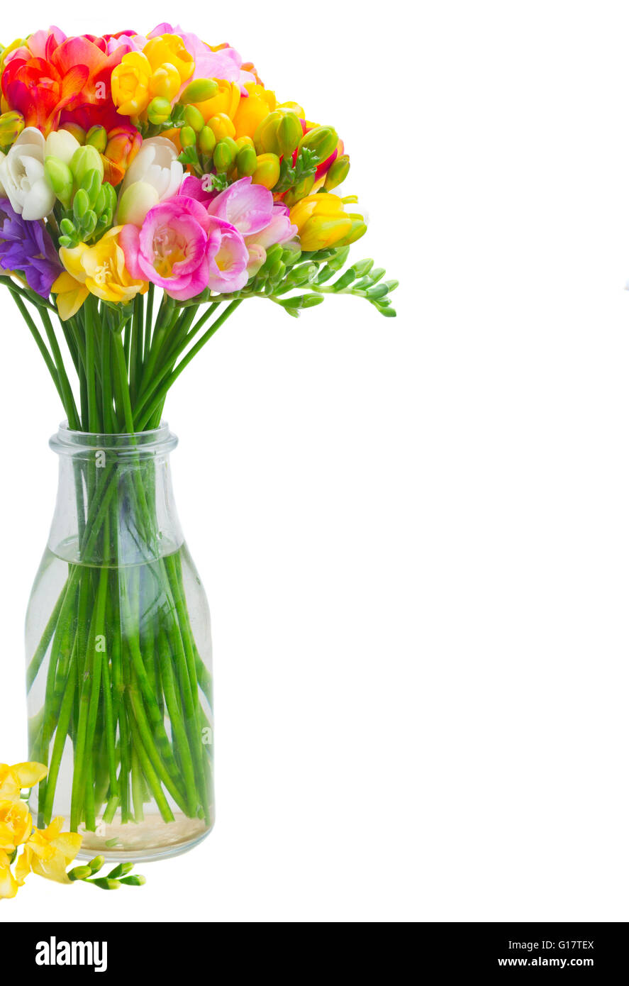 Freesias pot hi-res stock photography and images - Alamy