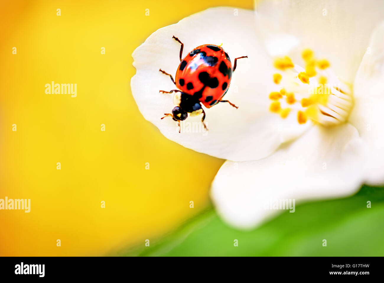 Flower red on bright hi-res stock photography and images - Alamy