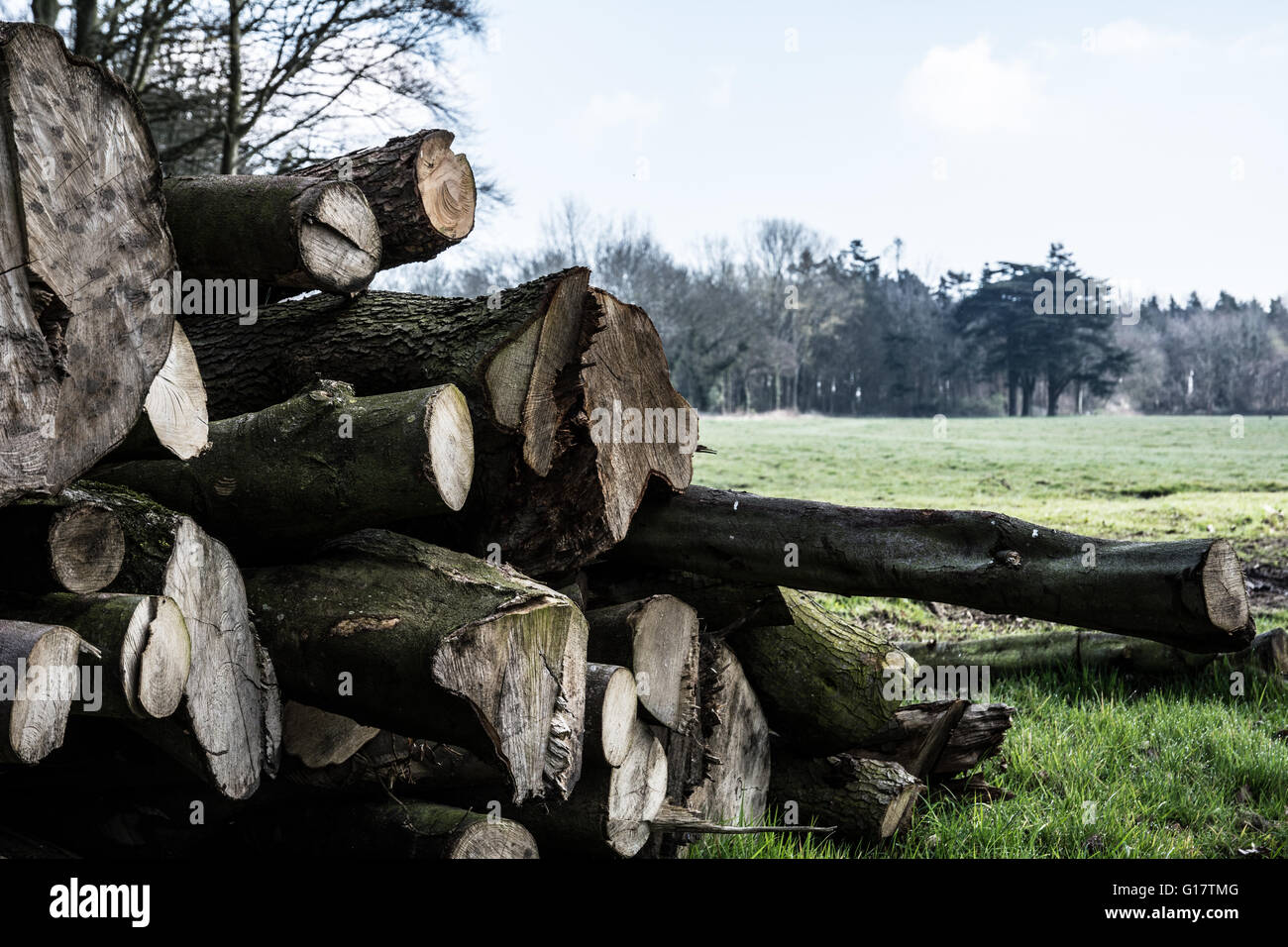 Leaves on log pile hi-res stock photography and images - Alamy