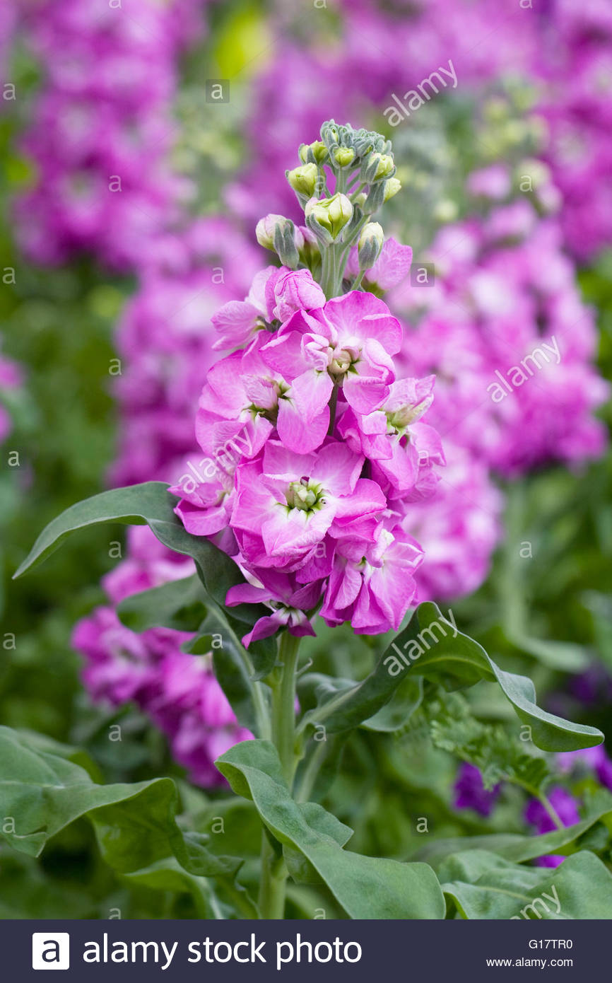 Deep Colour Rose Stock Photos & Deep Colour Rose Stock Images - Alamy