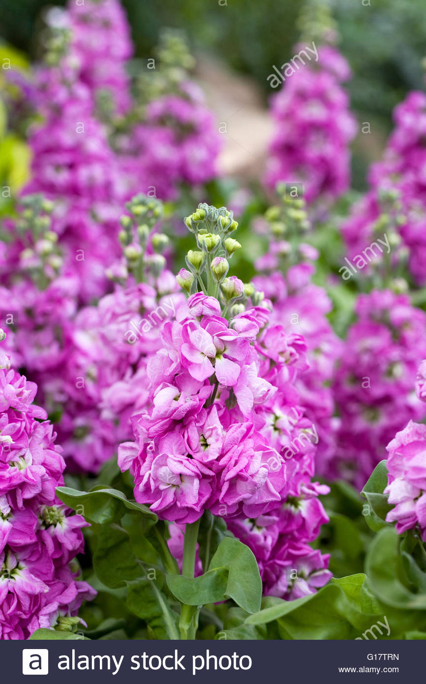 Deep Colour Rose Stock Photos & Deep Colour Rose Stock Images - Alamy