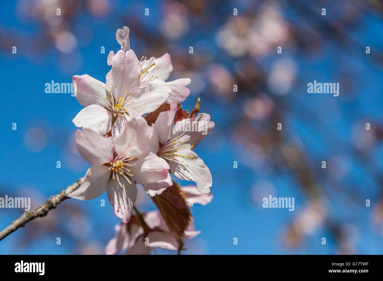 Spring Cherry Flowers Stock Photo - Alamy