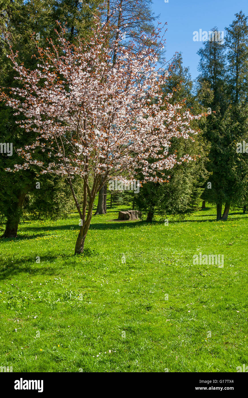 Springtime Blooming Tree Stock Photo - Alamy
