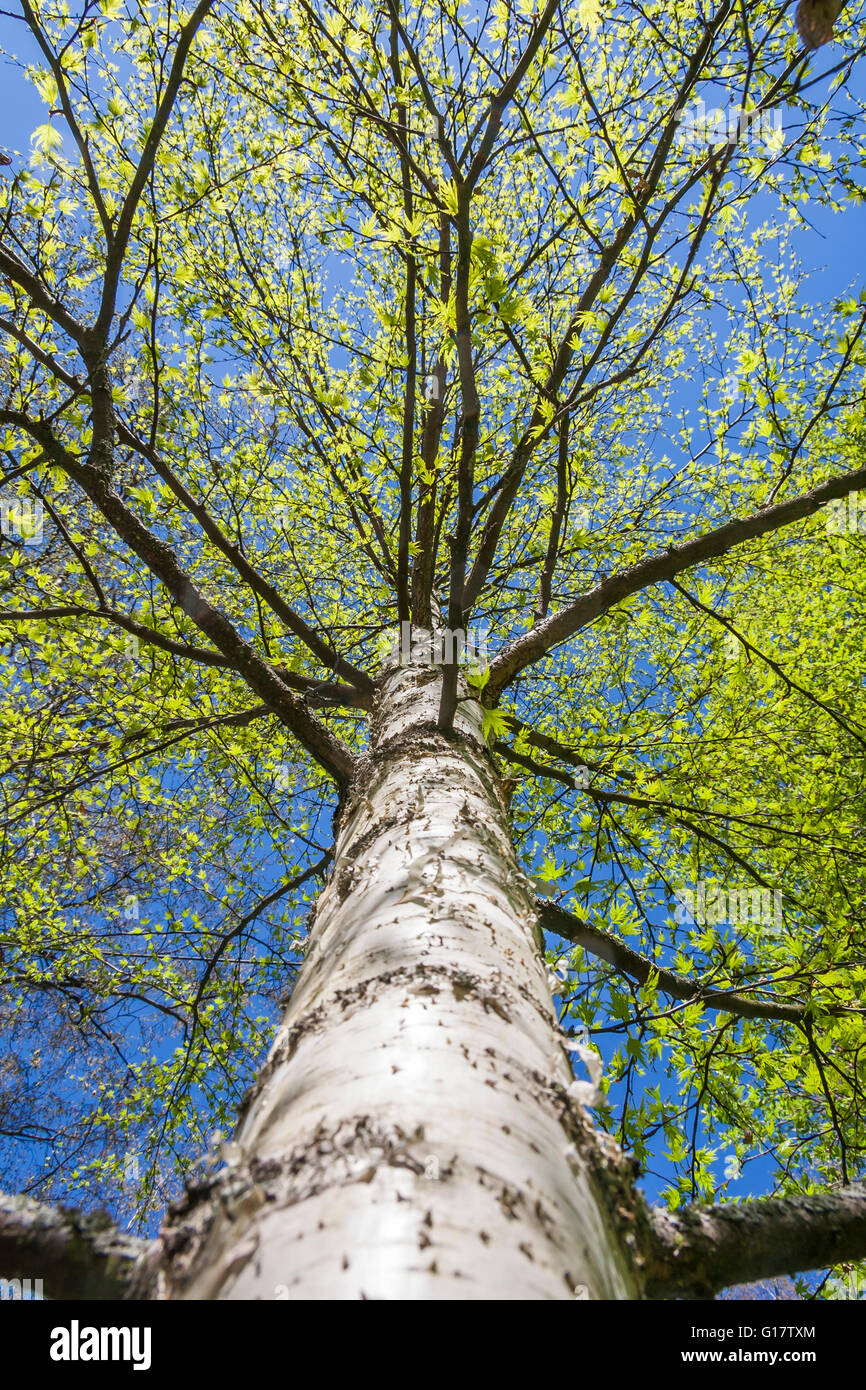 Birch Trees In Spring