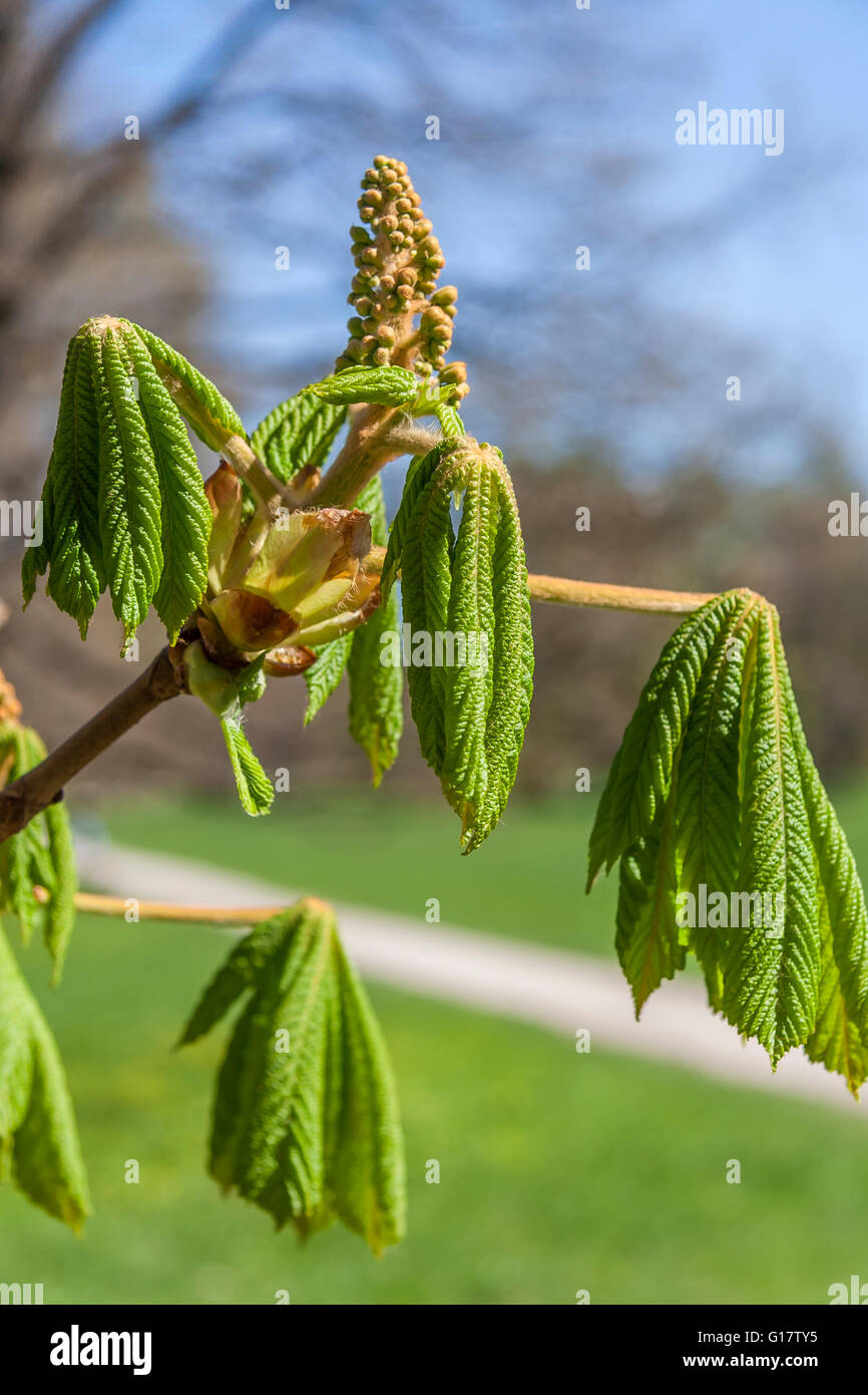 Chestnut Tree Leaves Stock Photo - Alamy