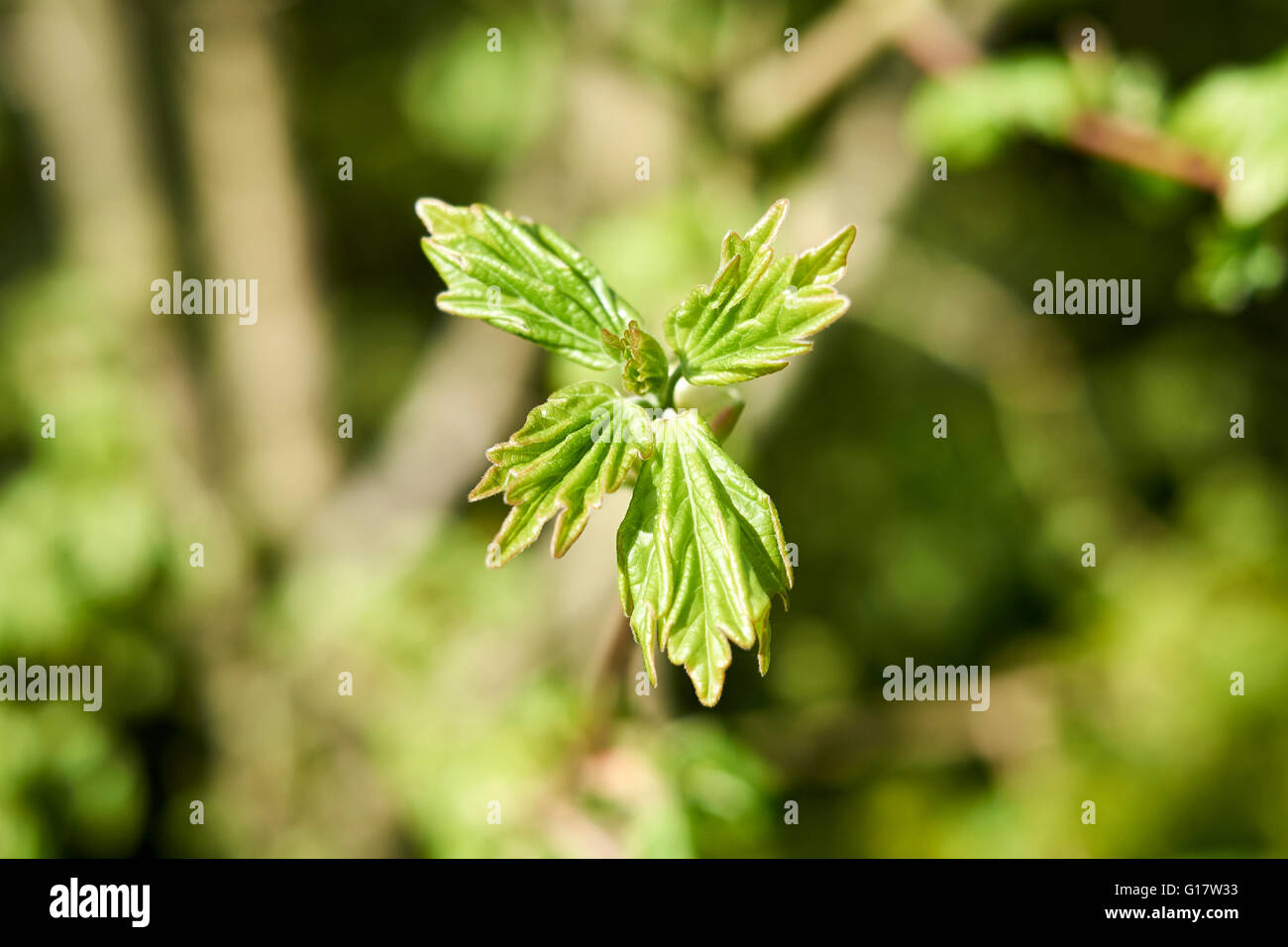 New leaves growing on a Beech tree (Fagus sylvatica). Spring. UK Stock ...