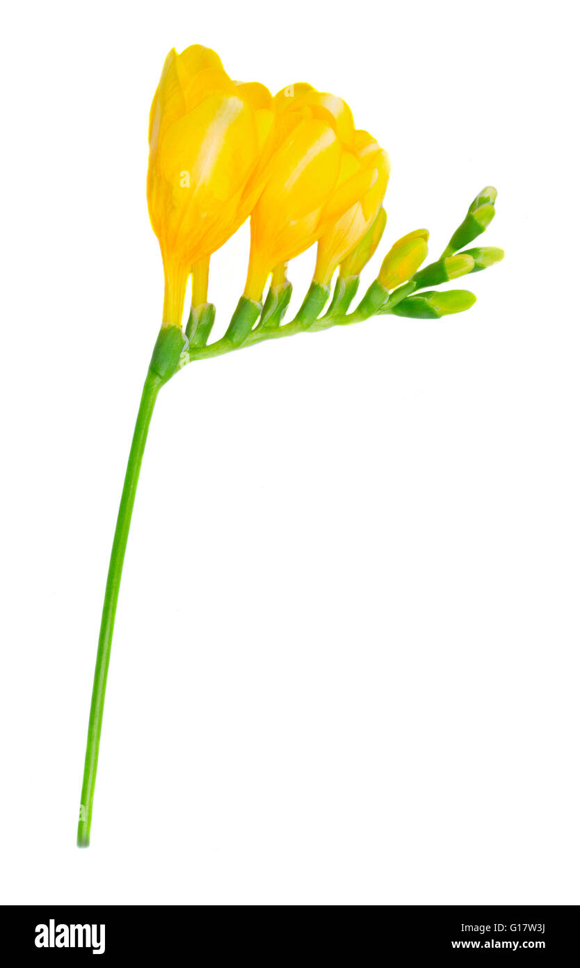 Fresh freesia flowers Stock Photo - Alamy