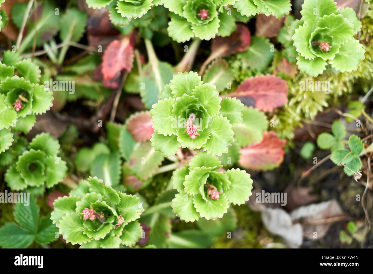 Alpine Sedum plants growing in a garden flowerbed. Spring. UK Stock ...