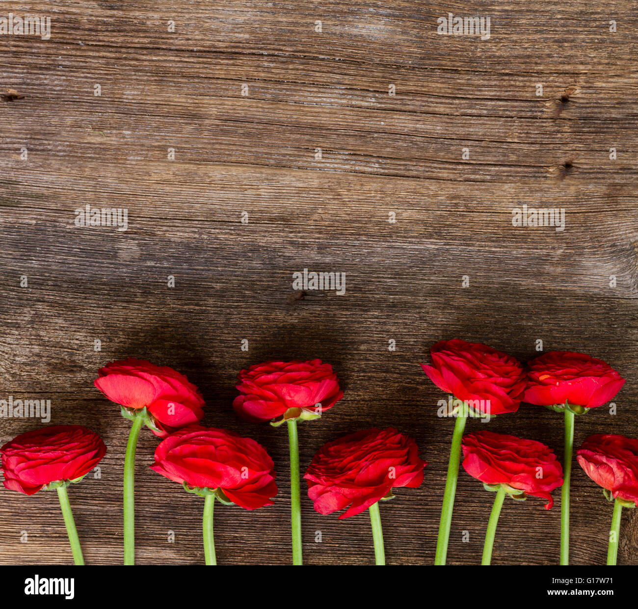 red ranunculus flowers Stock Photo - Alamy