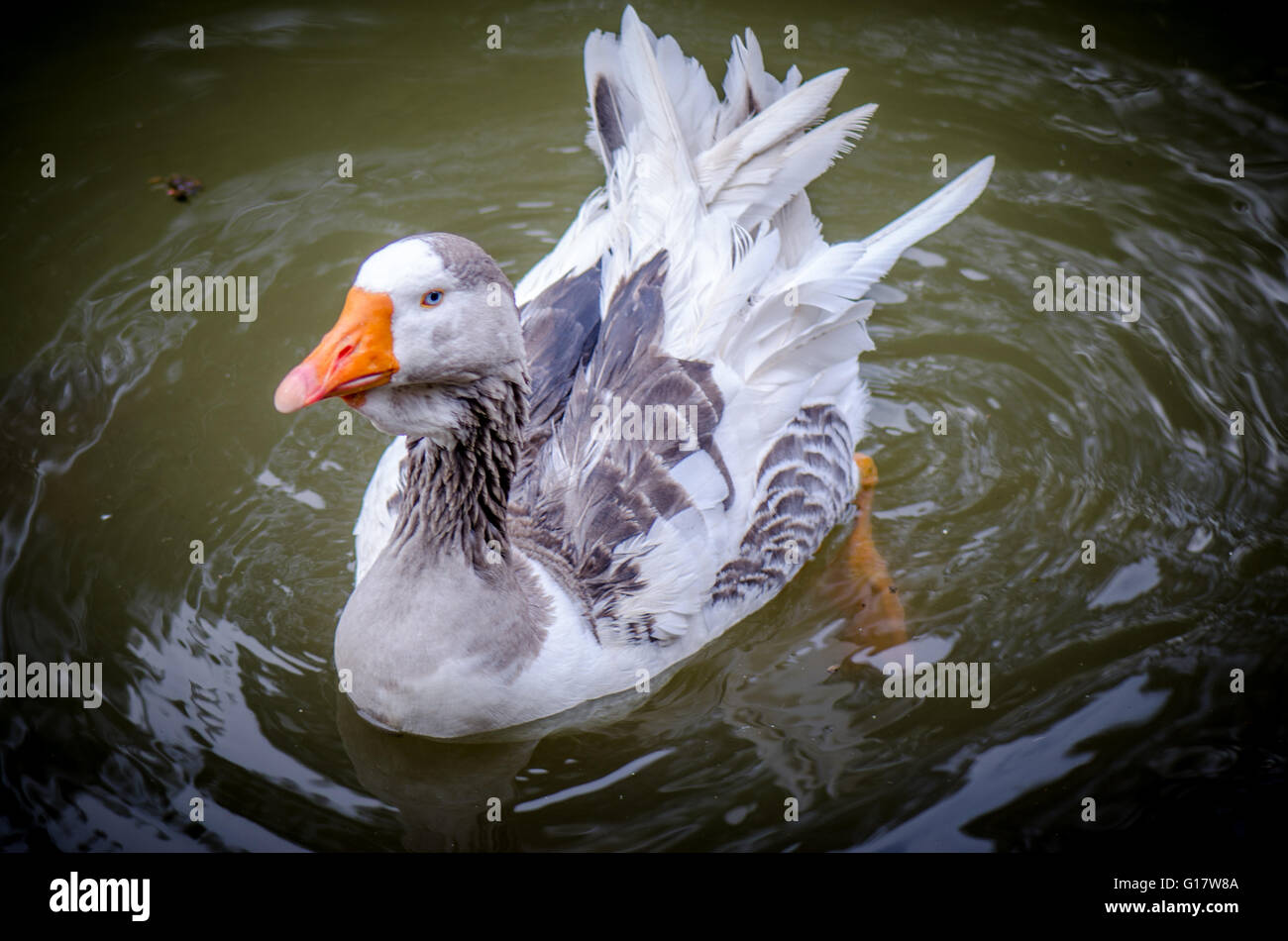 goose on the water Stock Photo - Alamy