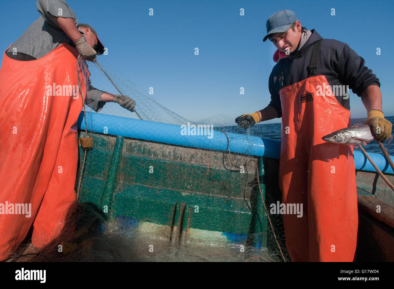 Gill Net Fishing for Hake (Merluccius hubbsi Stock Photo - Alamy