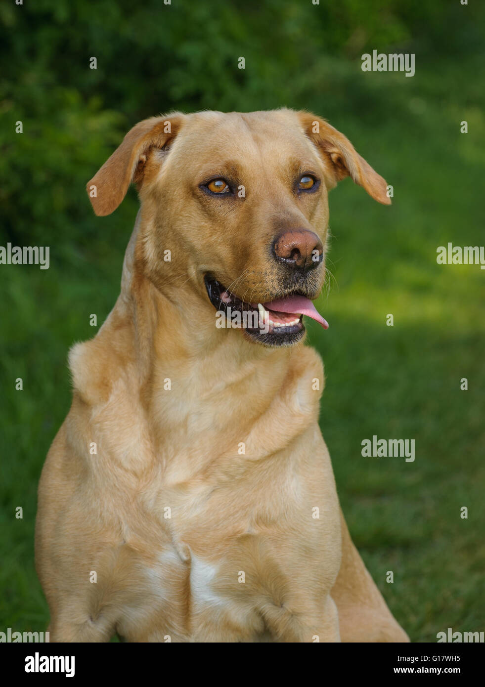 Golden labrador dog hi-res stock photography and images - Alamy