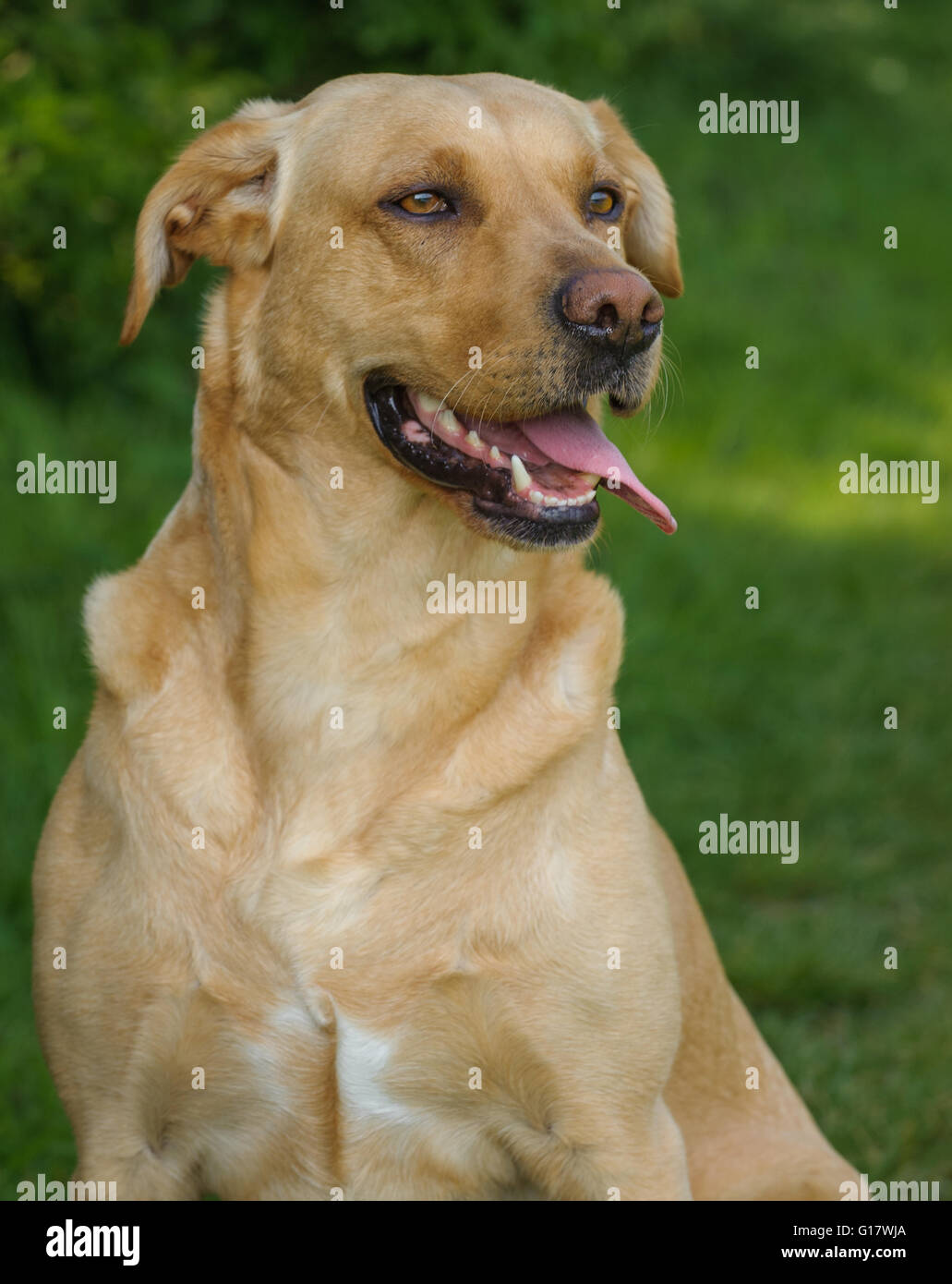 Portrait of golden lab hi-res stock photography and images - Alamy