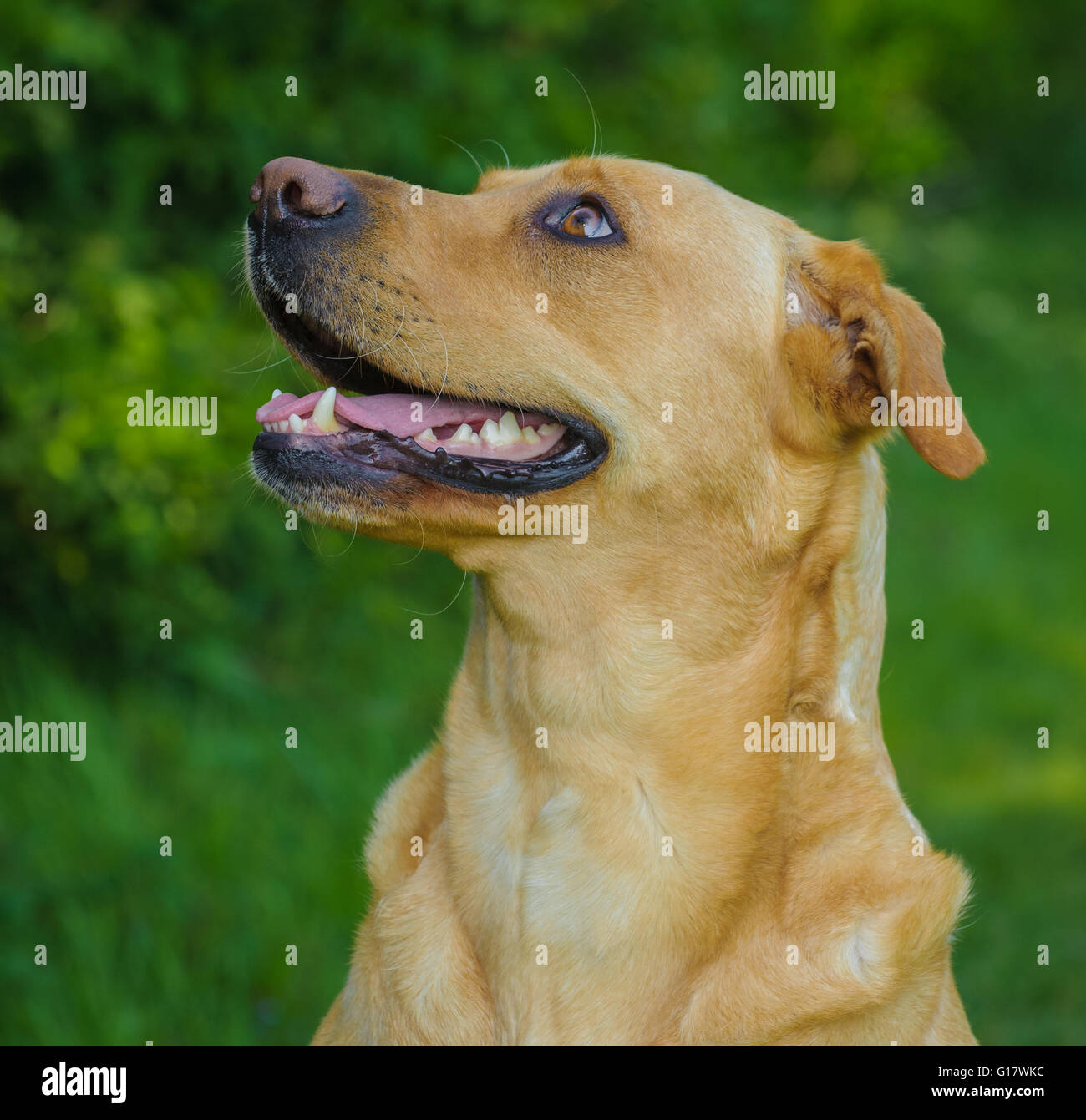 Golden lab face hi-res stock photography and images - Alamy