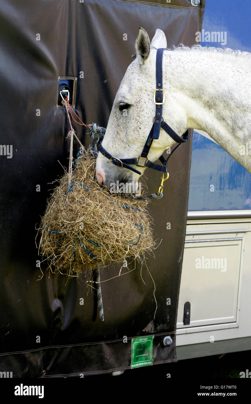 A horse eating hay Stock Photo - Alamy