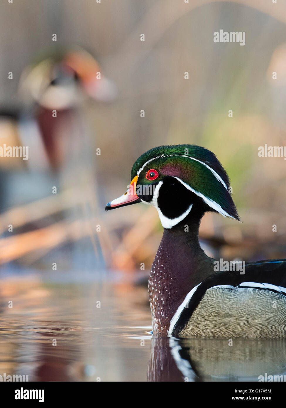 A Nice Drake Wood Duck in the spring Stock Photo - Alamy