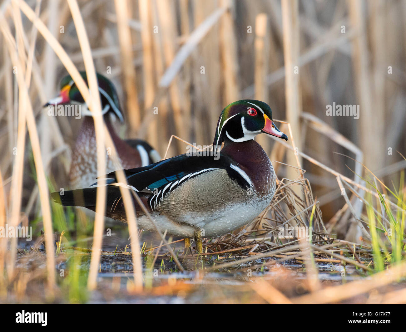 A Nice Drake Wood Duck in the spring Stock Photo - Alamy