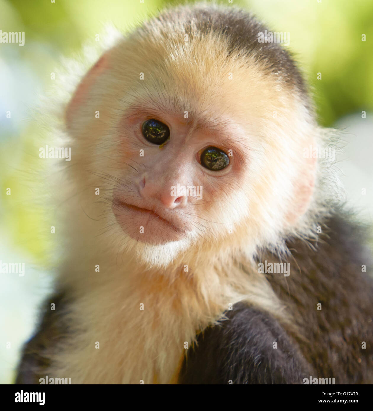 Close-up portrait of white headed capuchin monkey in a forest of ...