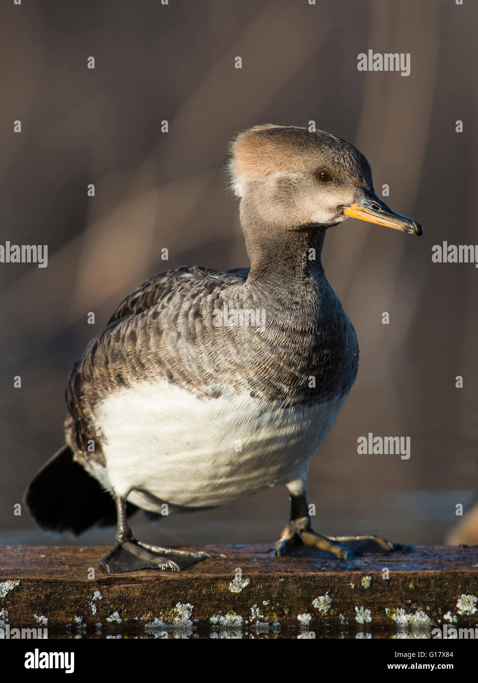 A female Hooded Merganser in the spring on a wetland in Minnesota Stock ...