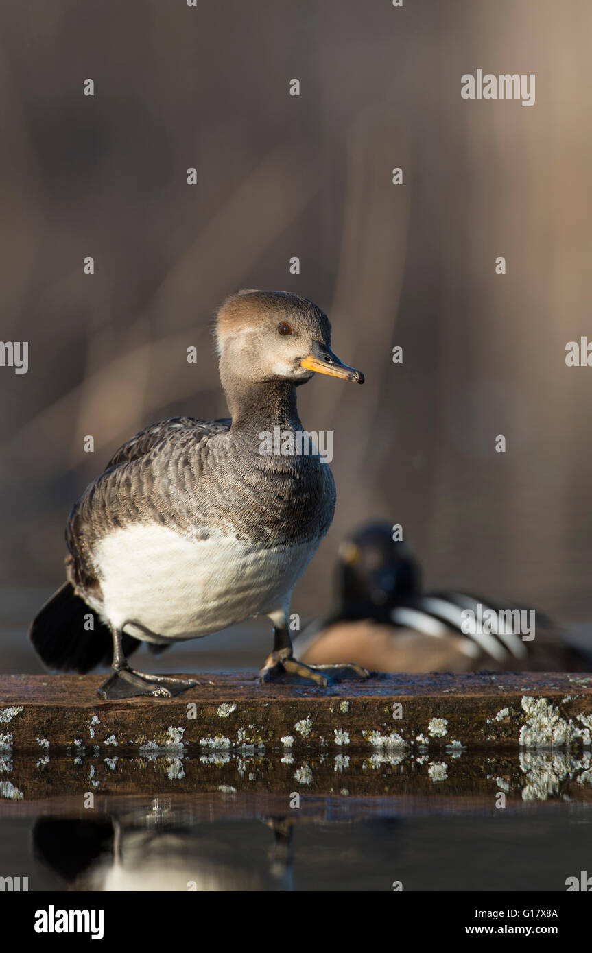 A female Hooded Merganser in the spring on a wetland in Minnesota Stock ...