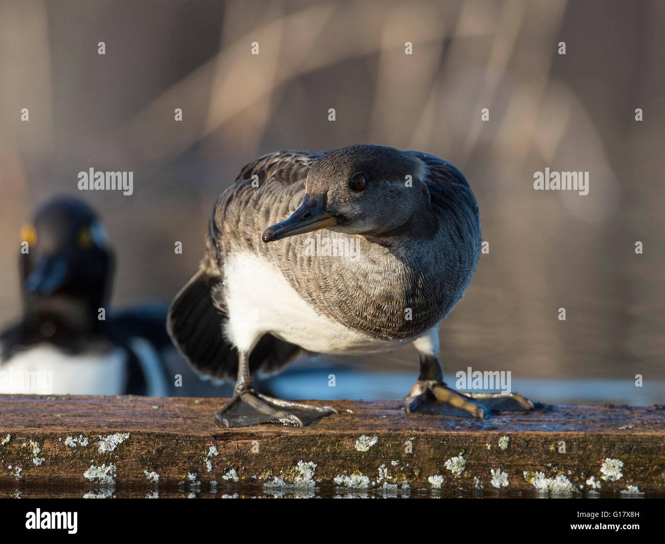 A female Hooded Merganser in the spring on a wetland in Minnesota Stock ...