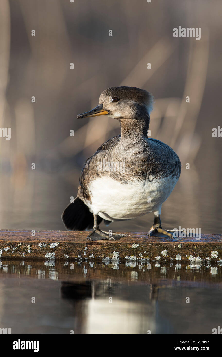 A female Hooded Merganser in the spring on a wetland in Minnesota Stock ...