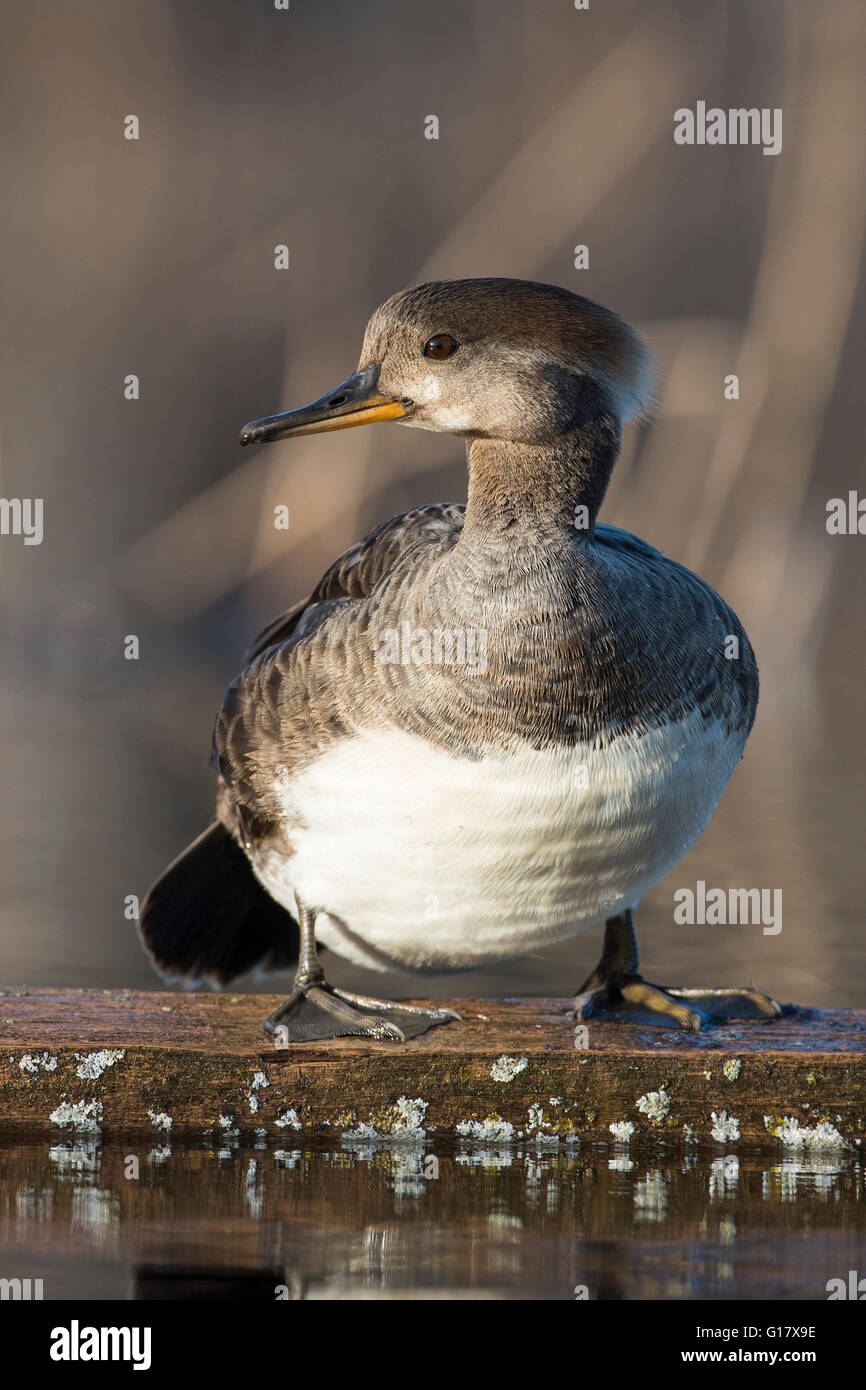 A female Hooded Merganser in the spring on a wetland in Minnesota Stock ...