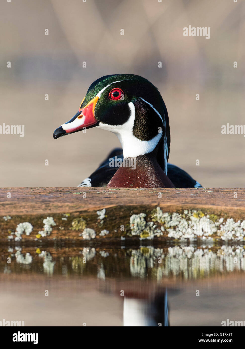 A Nice Drake Wood Duck in the spring Stock Photo - Alamy