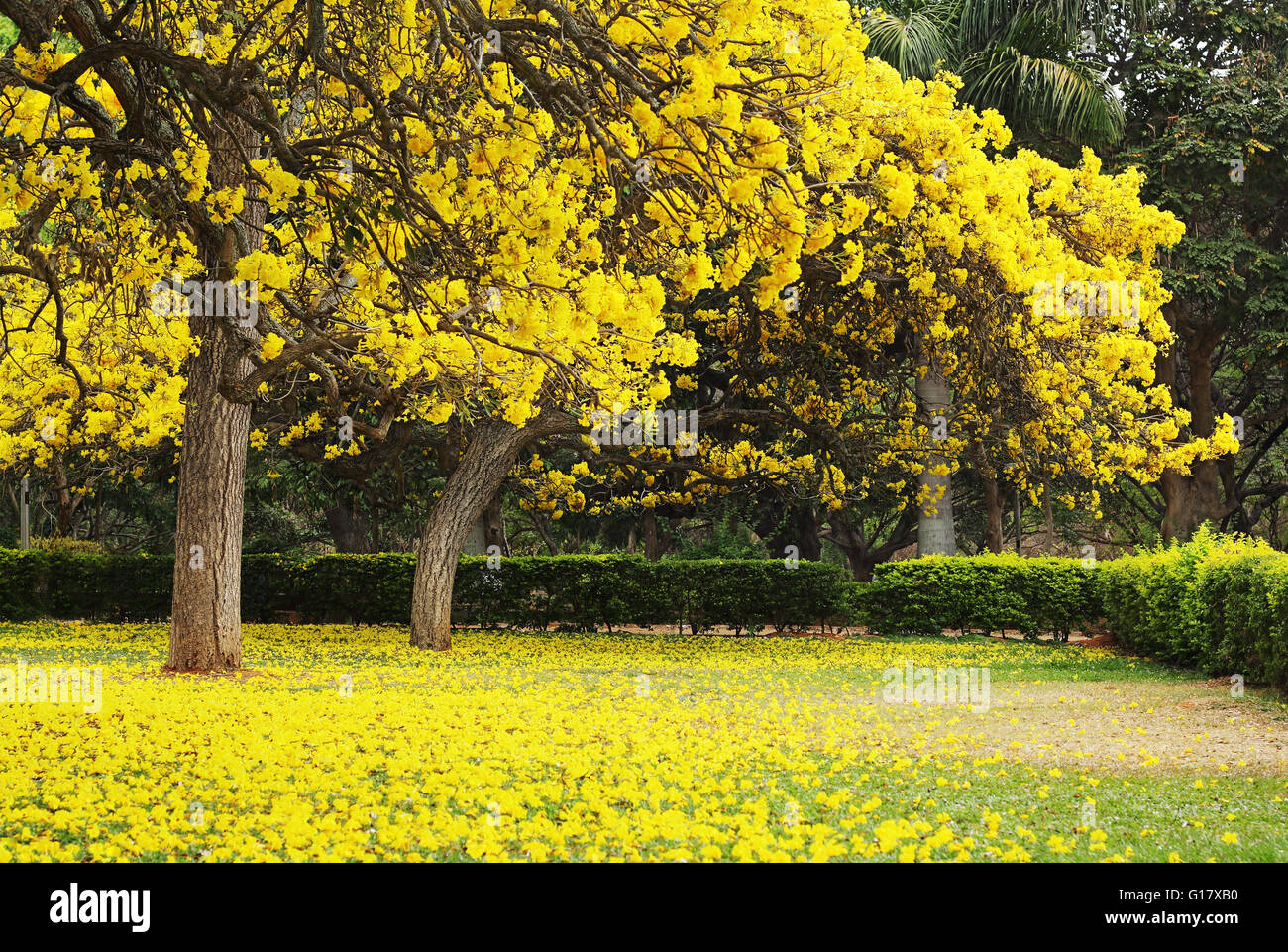 Ornamental tree with yellow flowers hi-res stock photography and images ...