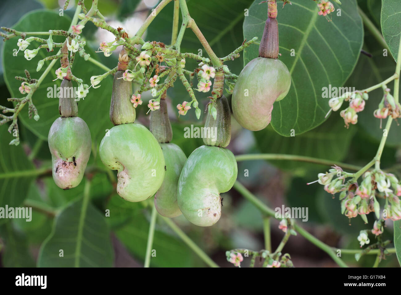 Hanging seed pod hi-res stock photography and images - Alamy